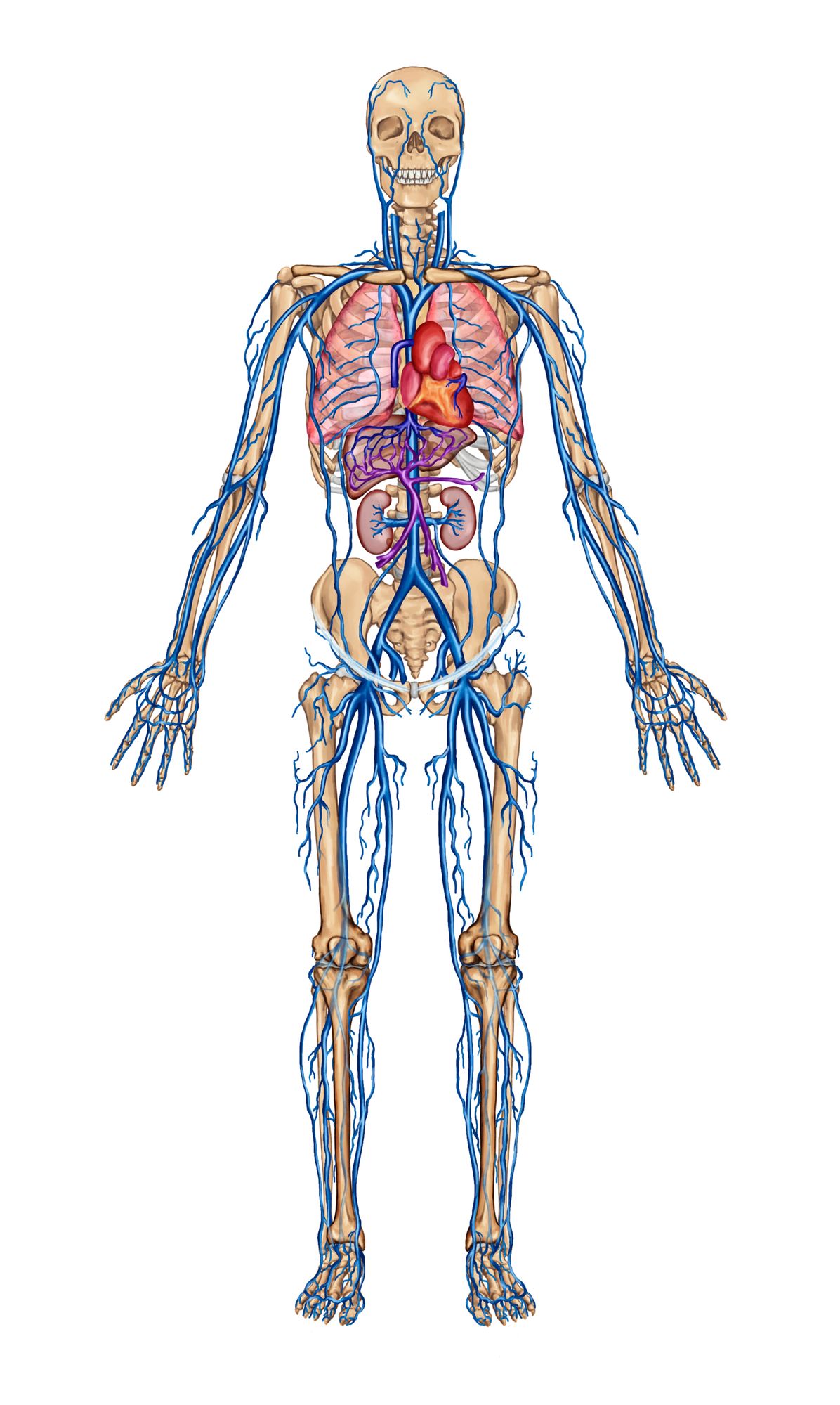 Woman Sues After CR Bard IVC Filter Perforates Interior Vena Cava - Top ...