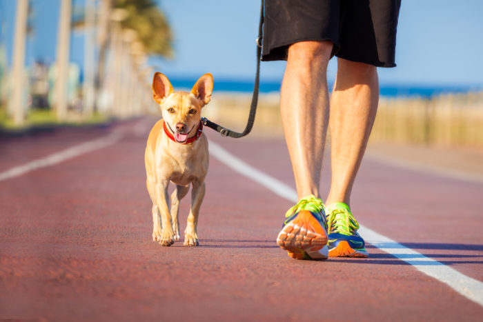 Dog Walker Wage And Hour Lawsuit Seeks Correct Worker Classification dog-walker-wage-and-hour-lawsuit-seeks-correct-worker-classification