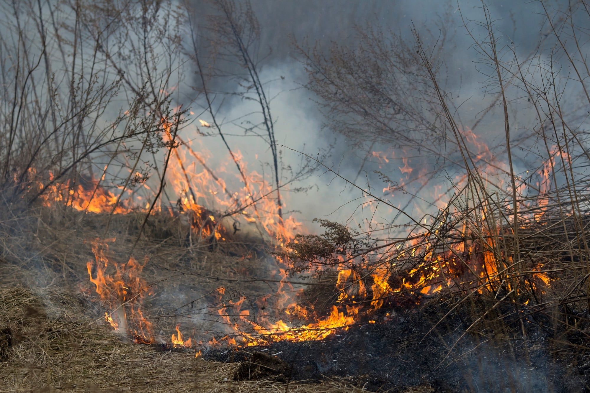 Device at Gender Reveal Party Sparks New California Wildfire